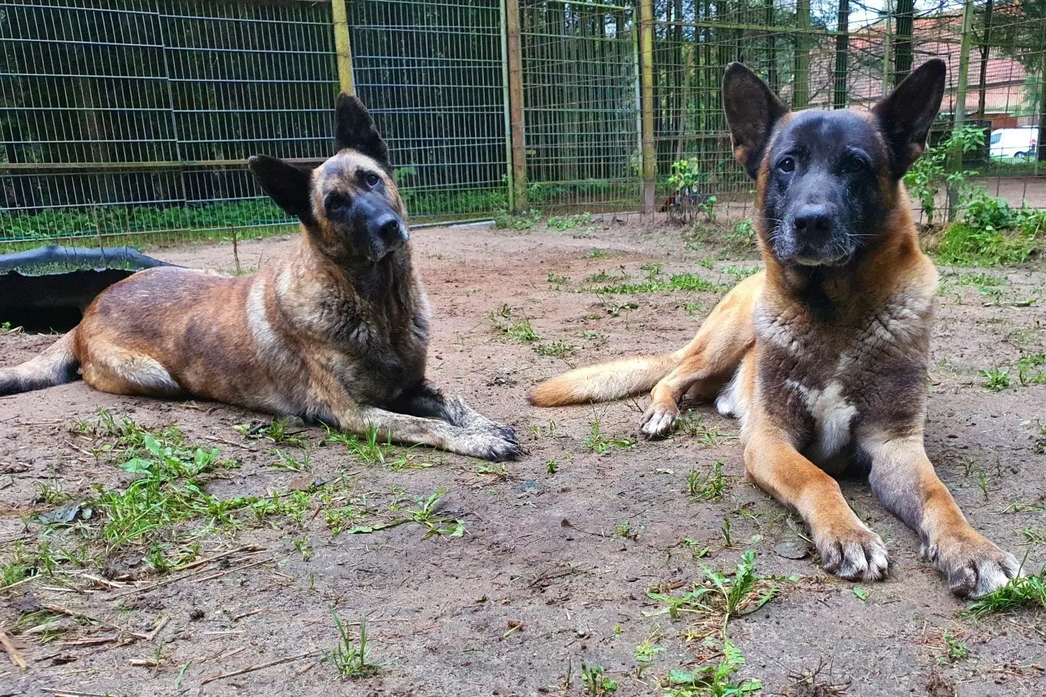 Hund in Not: Warum ein Landkreis belgische Schäferhunde an ...