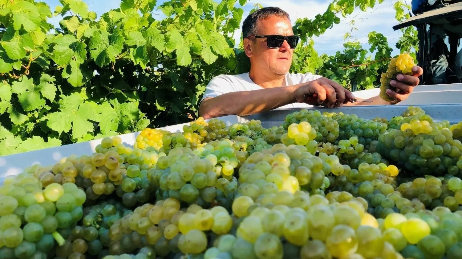 Wein bei Frankfurt (Oder): Weinlese – darum ist die Ernte in Pillgram ...