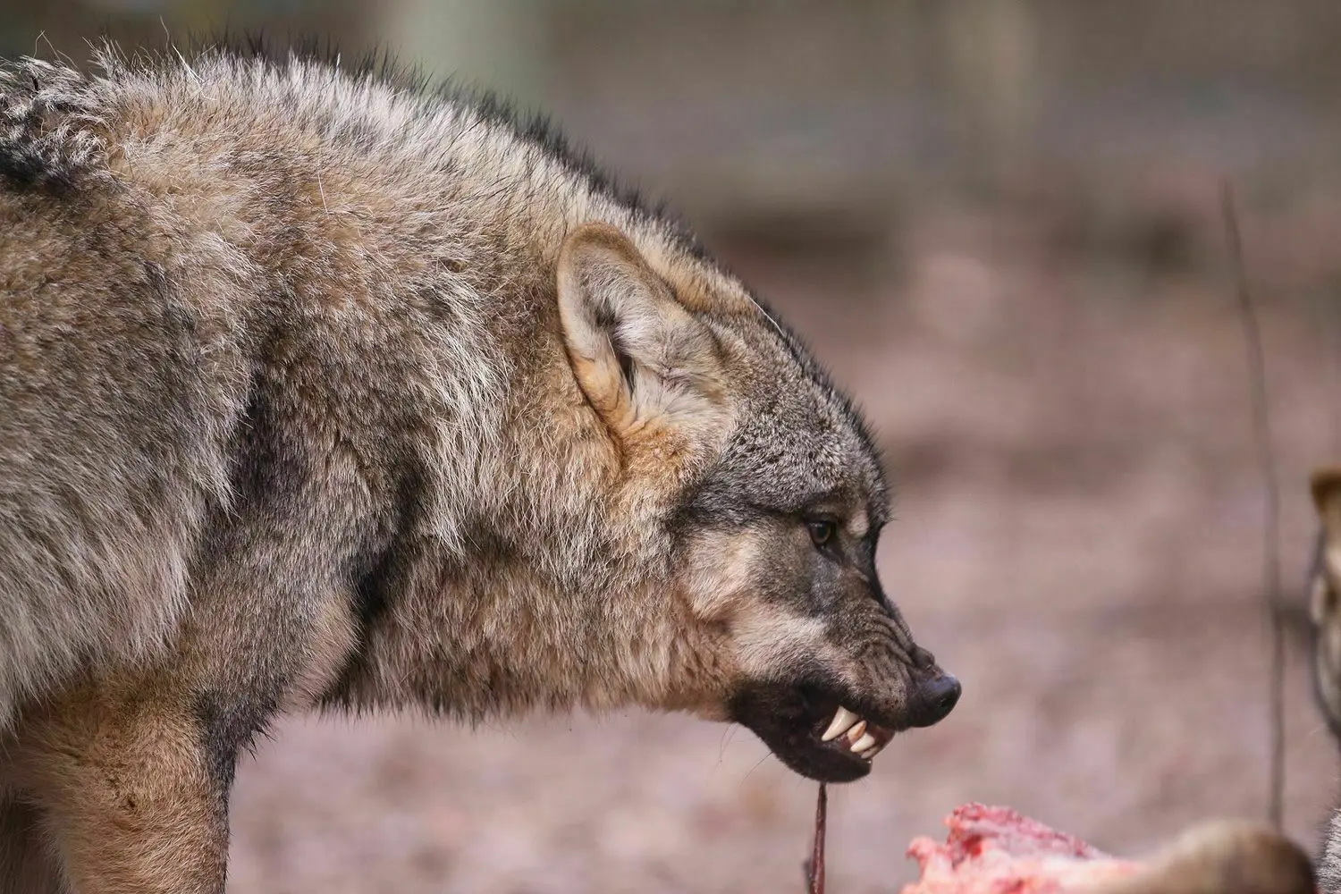 Wölfe in Brandenburg: Wenn der Wolf zur Lebensbedrohung wird – und ob ...