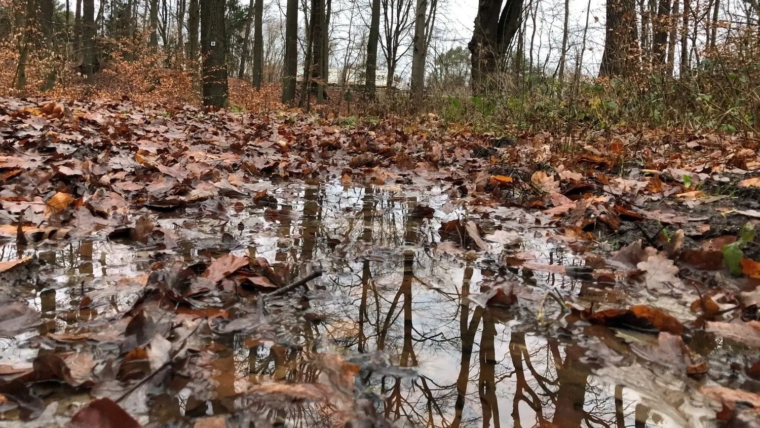 Wetter in Fürstenwalde: Regen und Frost – profitiert die Natur davon ...