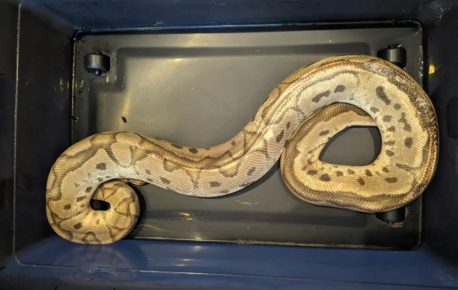 Schlangen-Alarm: 10 Pythons in der Wohnung, Lebensgefahr - für die ...