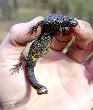 Artenschutz bei Eberswalde: Darum sorgt die Krötenwanderung für ...