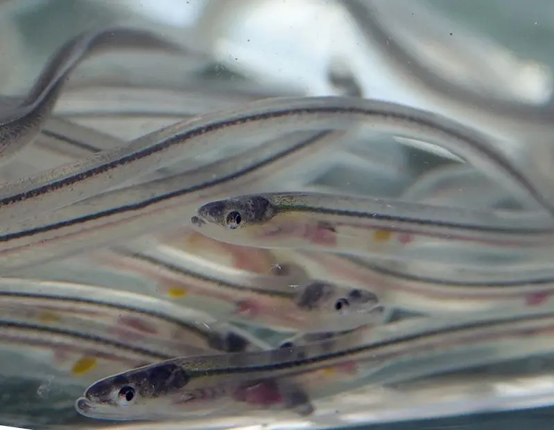 Fisch-Bestand: Mehr als zwei Millionen junge Aale in Berlin in Havel ...