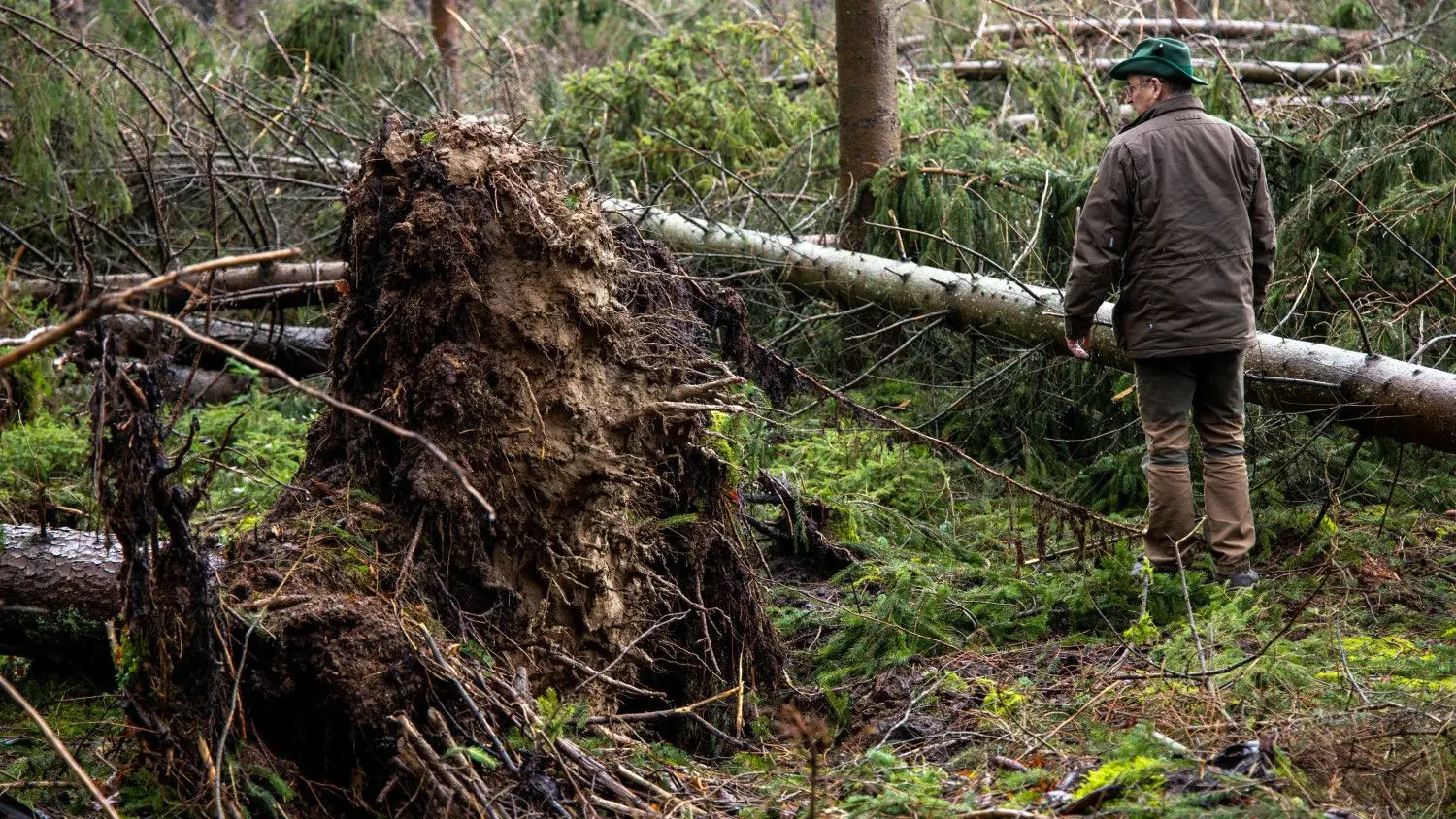 Unwetter Sturm Zeynep: Eine halbe Million Bäume in Brandenburg ... Unwetter Sturm Zeynep: Eine halbe Million Bäume in Brandenburg ...