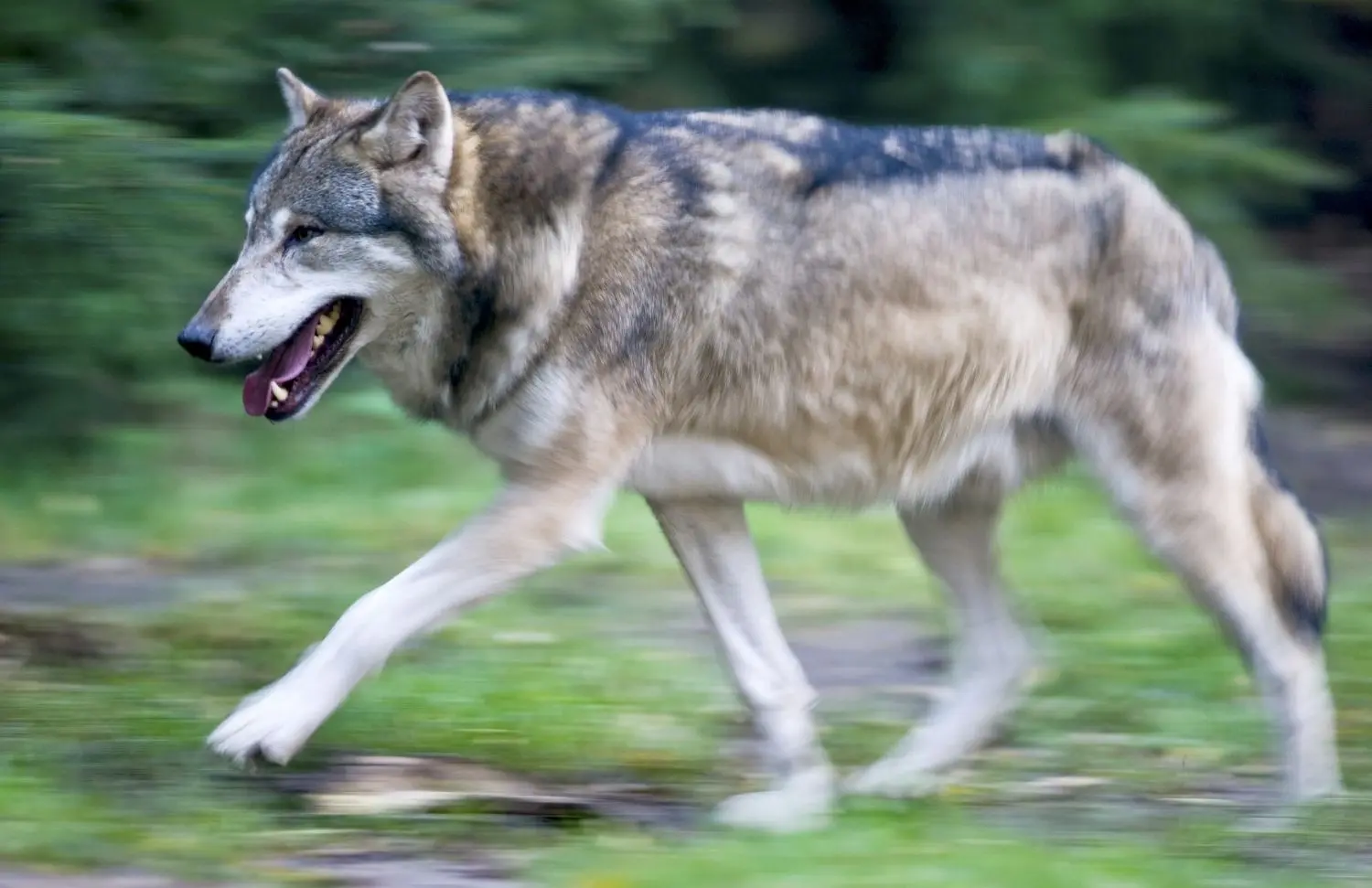 Wölfe in Brandenburg: Wolf auf Autobahn A10 – Reviersuche im Briesewald ...