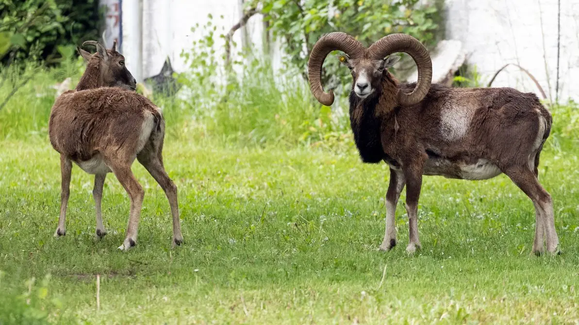 Wölfe in Brandenburg: Frisst der Wolf die Wälder in Ostprignitz-Ruppin ...