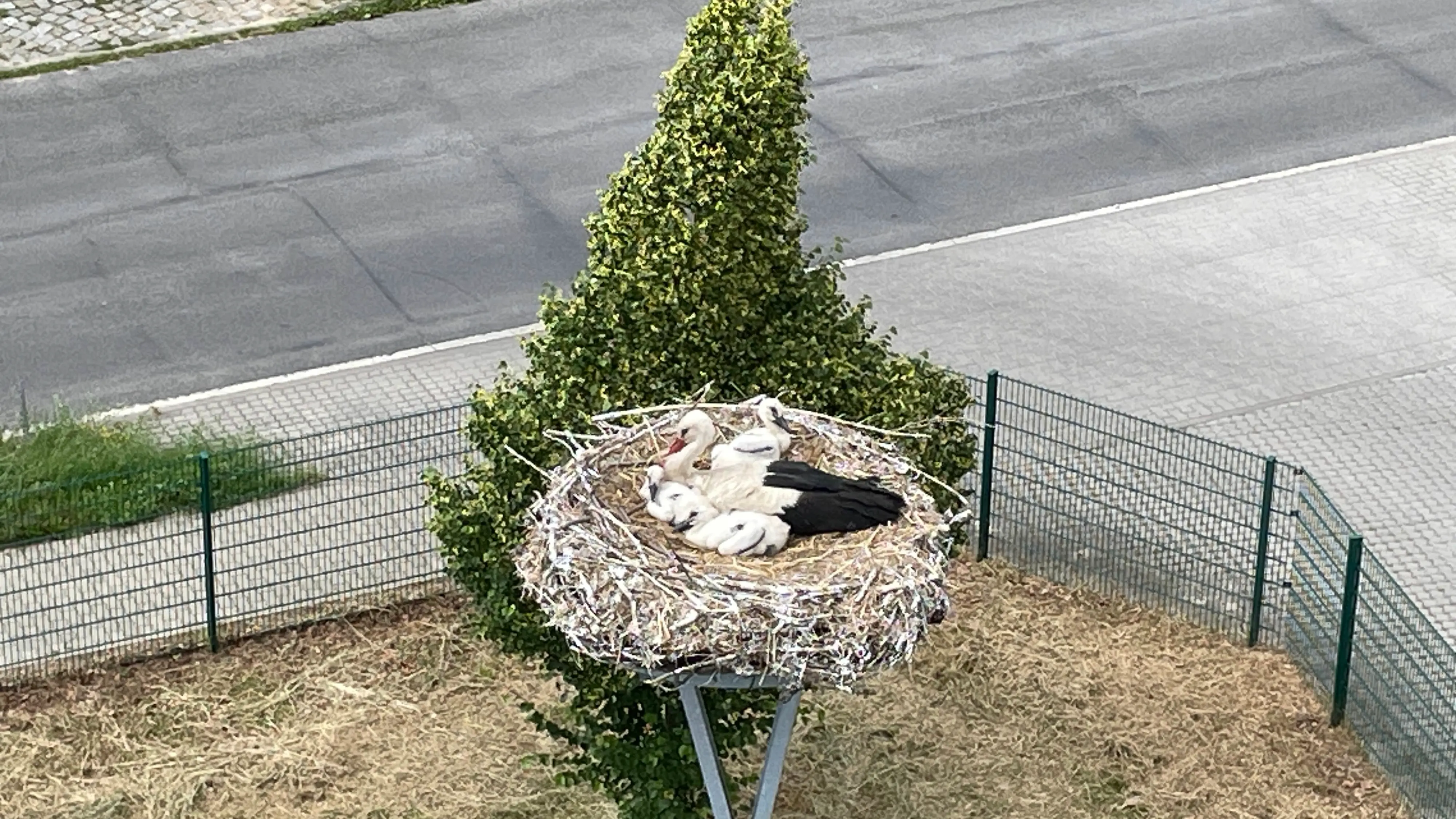 Tiere in Neuenhagen: Störche nisten erstmalig – erste Bilder vom ... Tiere in Neuenhagen: Störche nisten erstmalig – erste Bilder vom ...