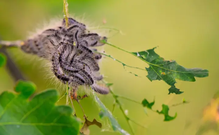 Eichenprozessionsspinner: Was tun nach Kontakt mit der Raupe? Das raten ...