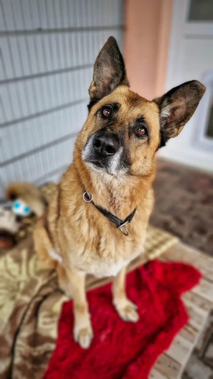 Hund Maylo fast eingeschläfert: Süßer Golden Retriever braucht ein neues Zuhause | moz.de